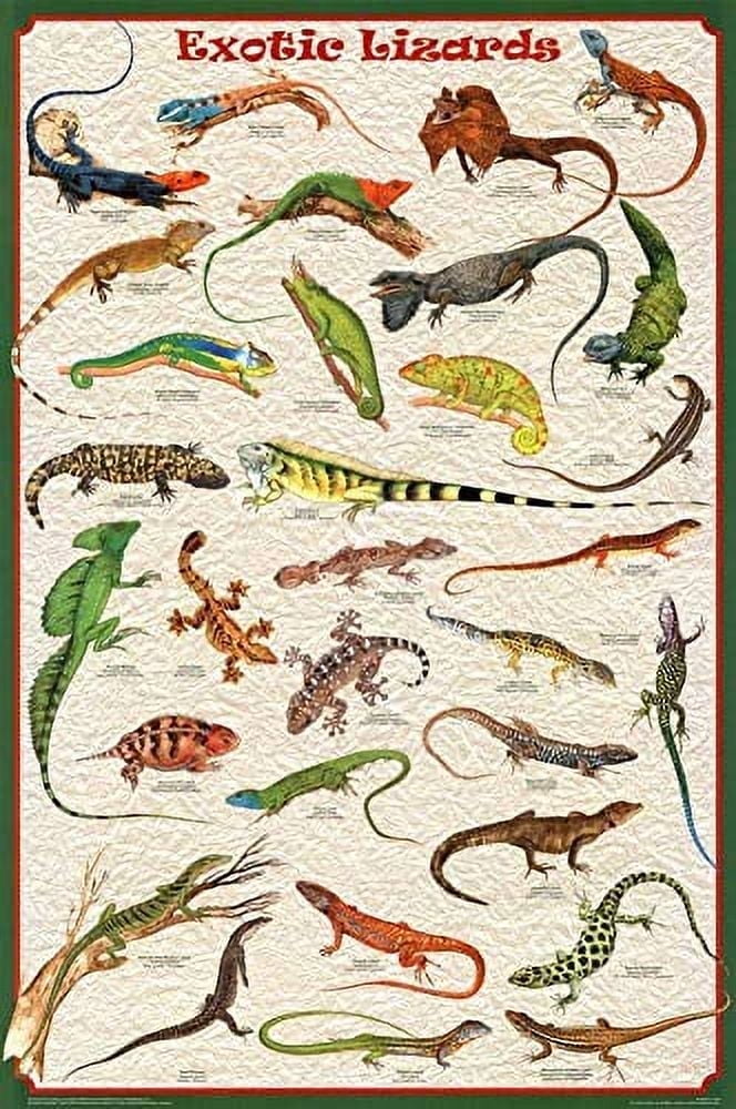 Laminated Exotic Lizards Reptiles Educational Chart Poster 24x36 ...