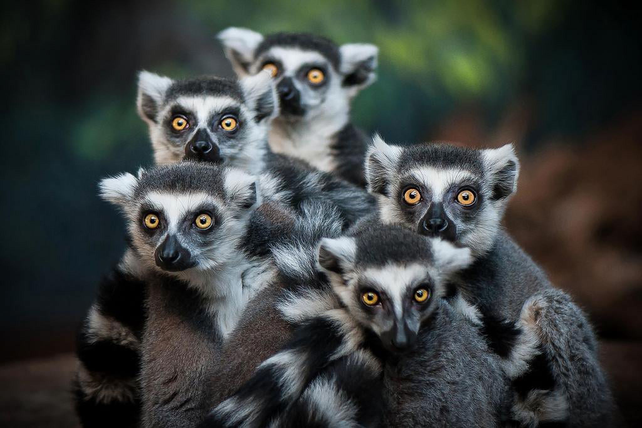 Laminated Gang of Lemurs Photo Photograph Primate Poster Monkey Decor ...