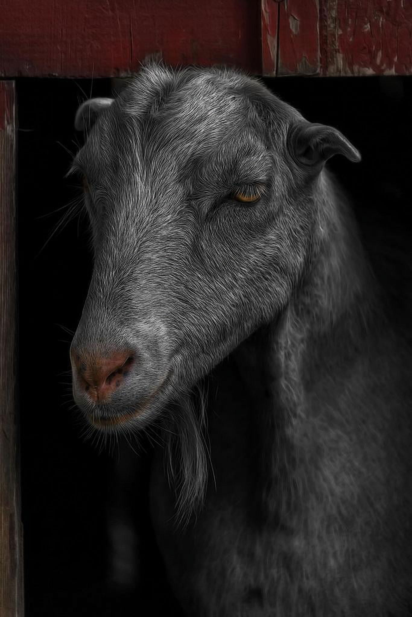 Laminated Goat in Red Barn Portrait Photo Goat Art Wall Decor Goat ...