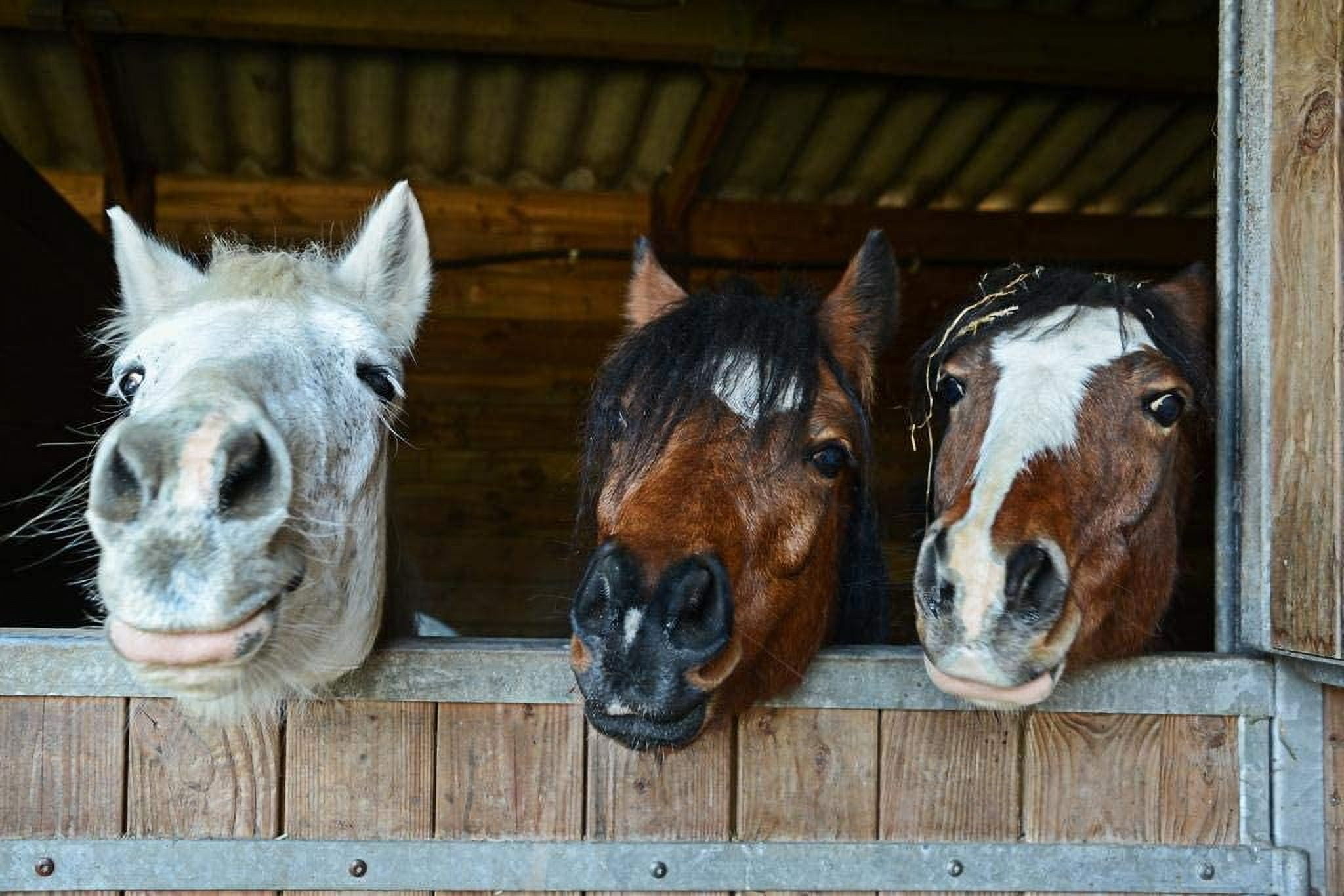 Laminated Happy Horse Faces In Stable Animal Portraits on Farm Photo ...