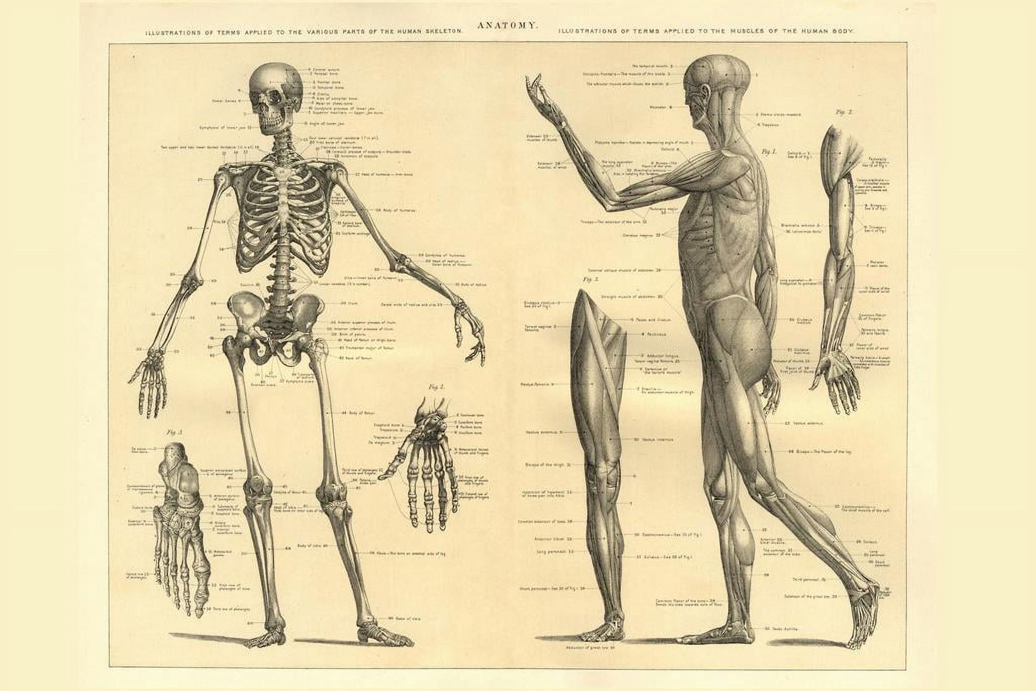 Laminated Human Anatomy Skeleton and Muscles of the Body Educational ...