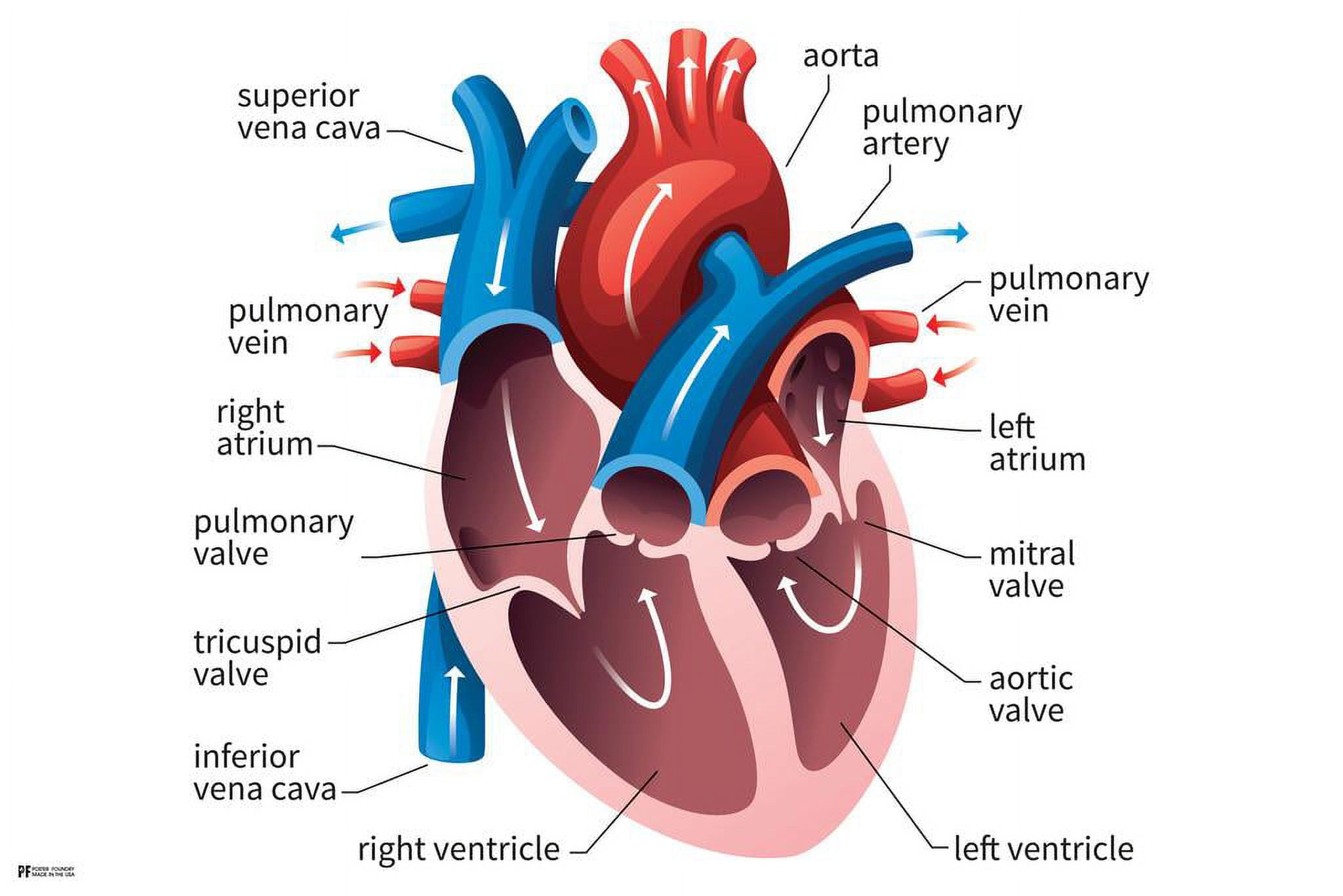 The Human Heart Without Labels