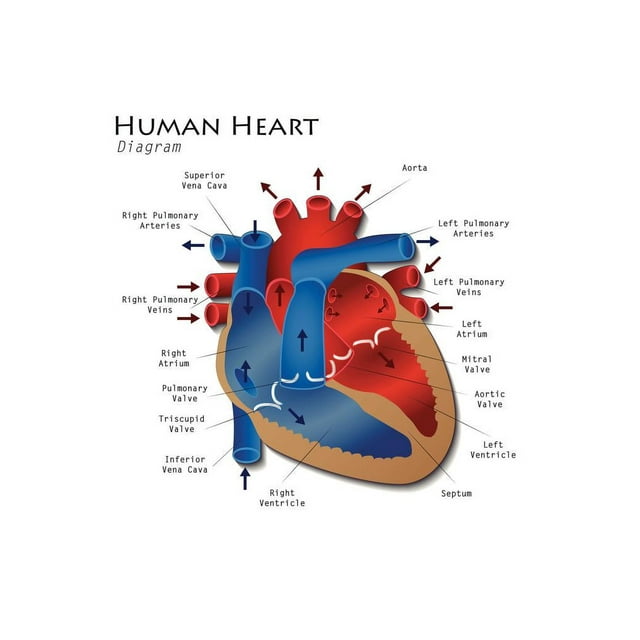 Laminated Human Heart Diagram Anatomy Diagram Educational Chart Poster ...