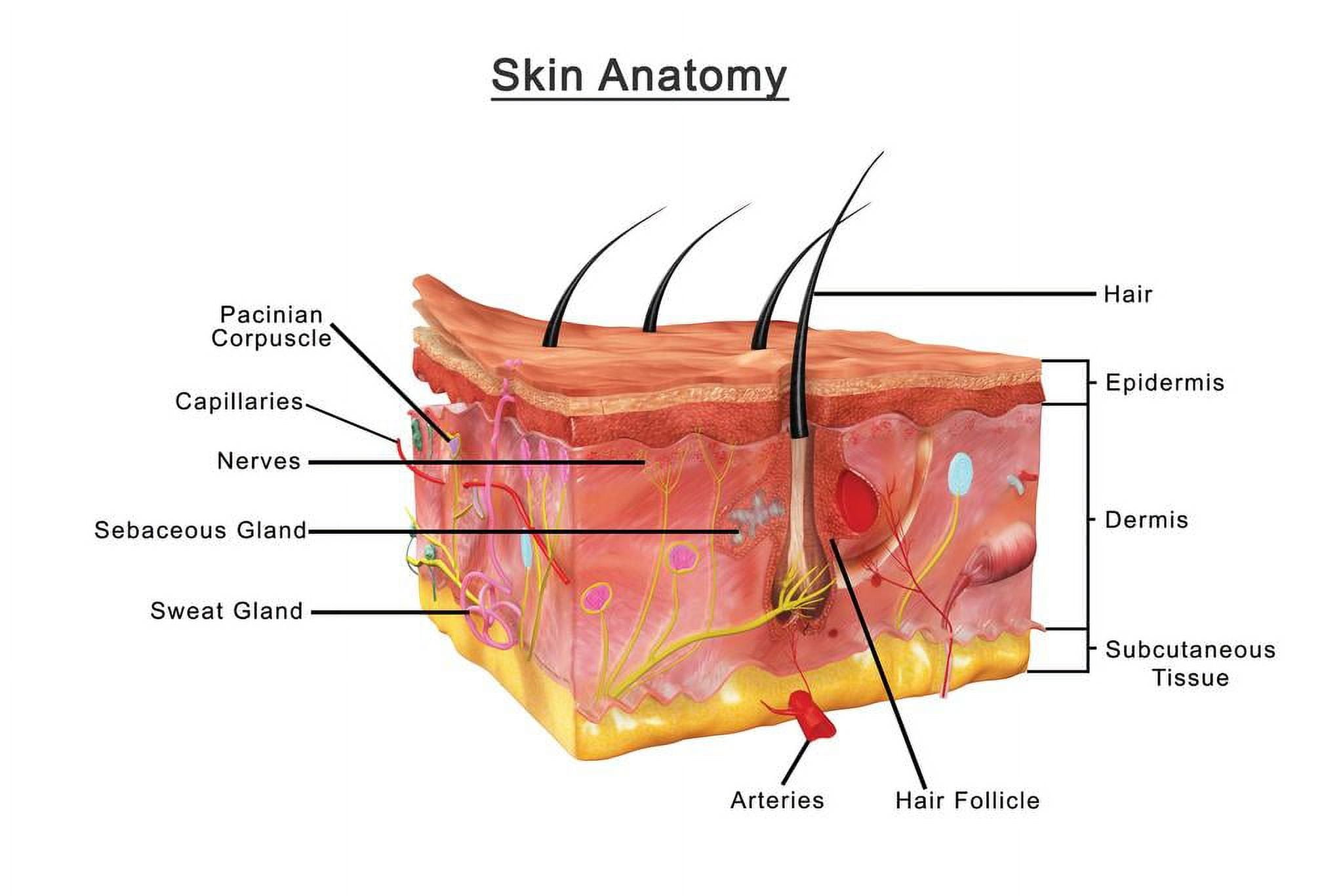 Laminated Human Skin Anatomy Cross Section Diagram Chart Poster Dry ...
