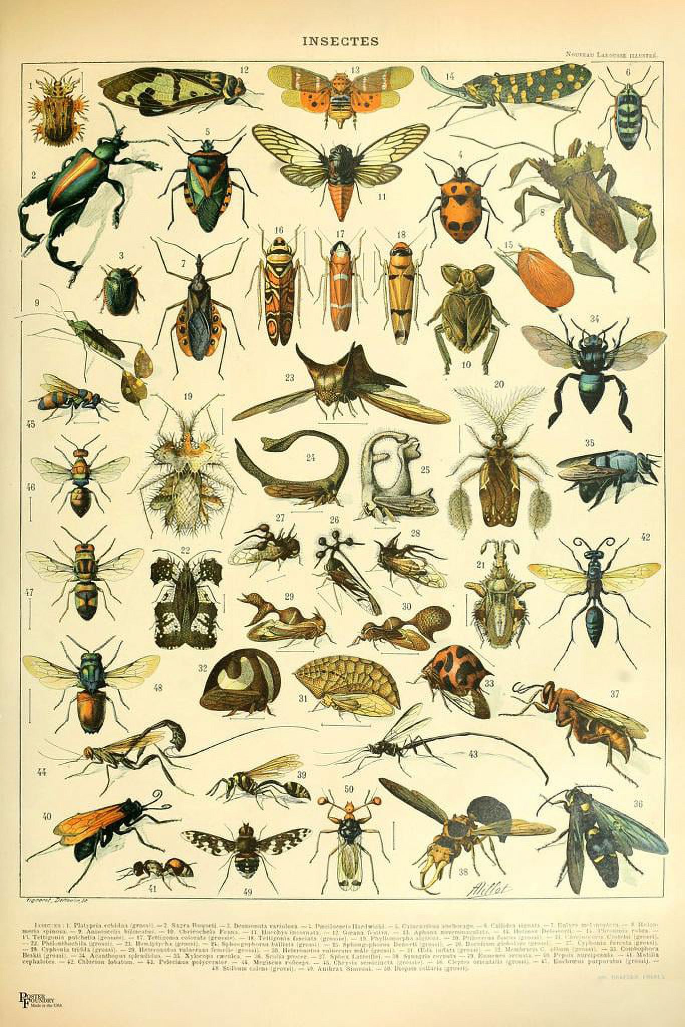 Laminated Insects Insects Bugs Bees Wasps Cottagecore Room Decor Chart ...