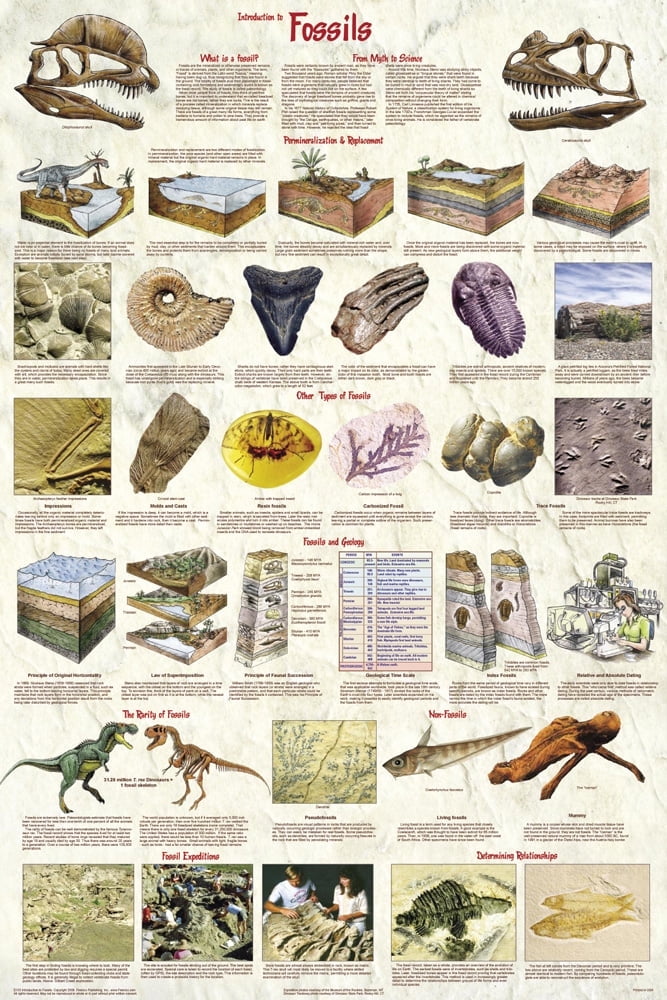 Feenixx Laminated Introduction to Fossils Poster 24.5 x 36.5 - Walmart.com