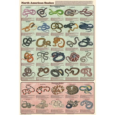 Insect Identification Educational 24 in x 36 in Posters, by Feenixx ...