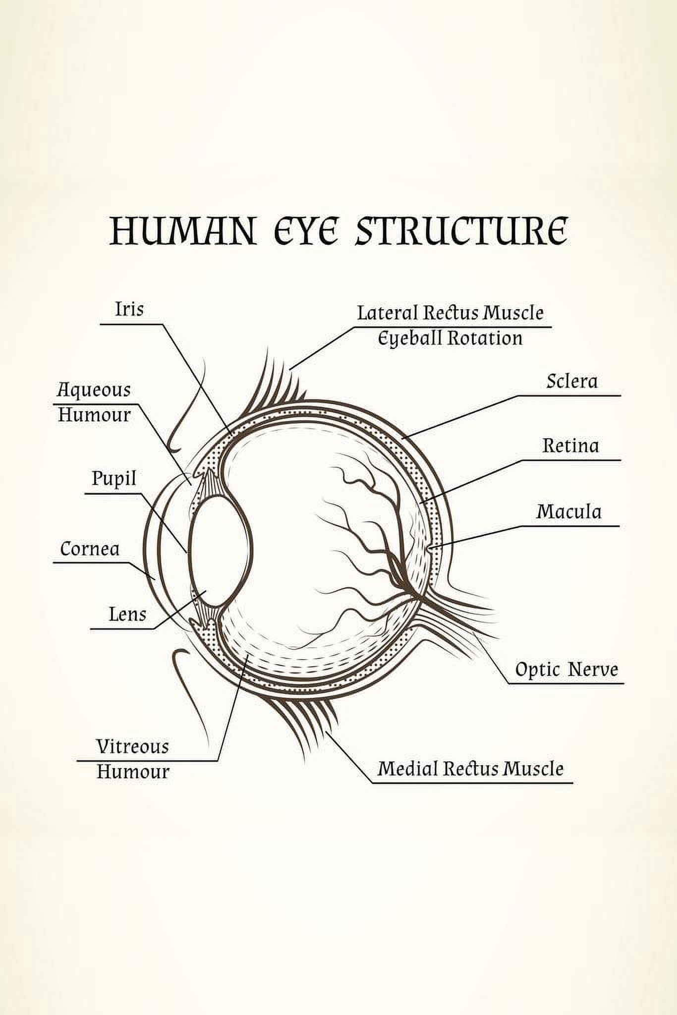 Laminated Structure Of The Human Eye Anatomy Chart Poster Dry Erase ...