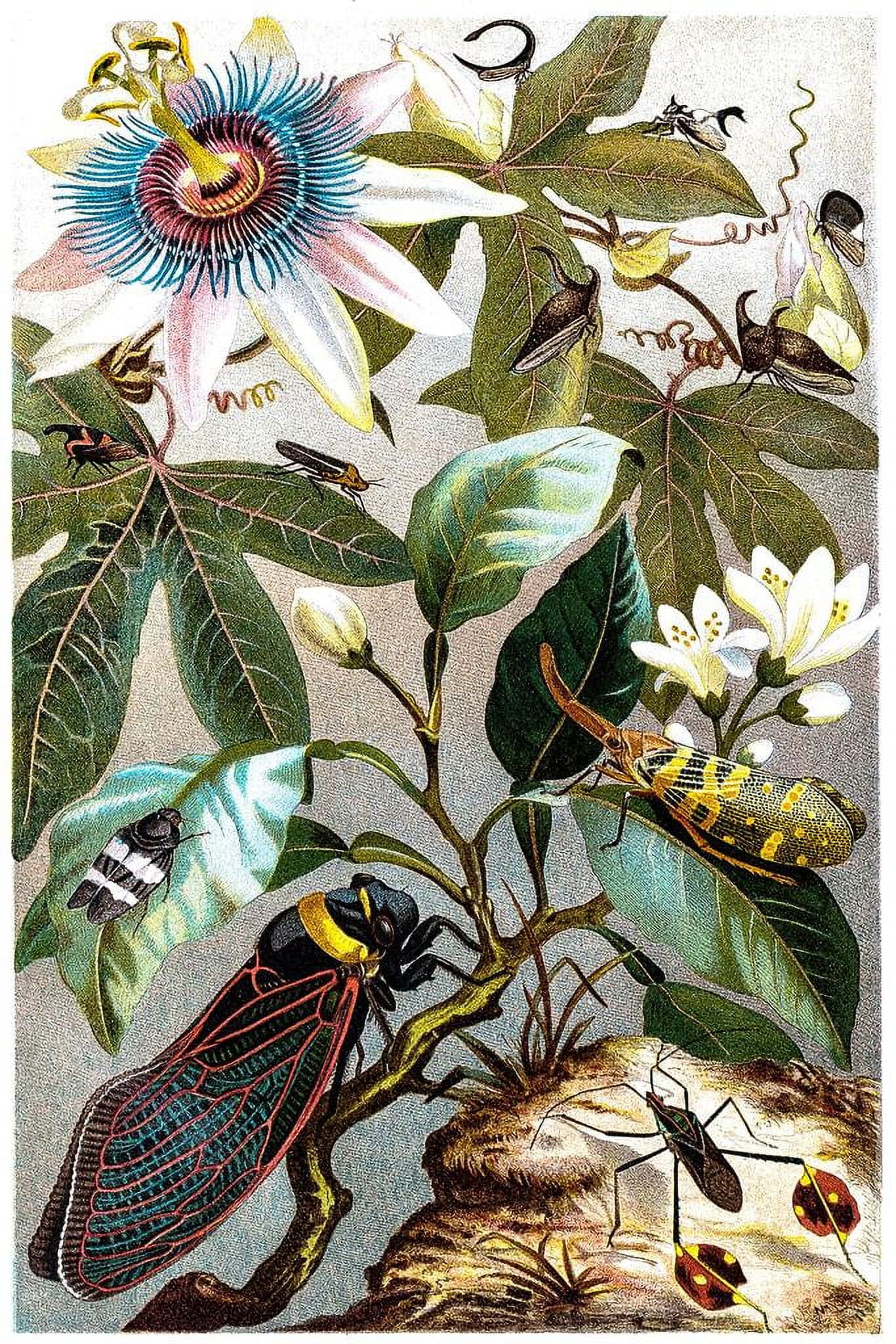 Laminated Vintage Victorian Illustration of Cicada Plant Room Decor ...