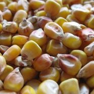 Country Gentleman Corn Seed - 5 LB ~14,000 Seeds - Non-GMO, Open ...