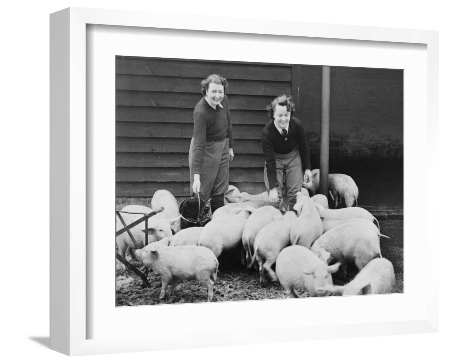 Land Girls Working Feeding Pigs on a Farm During World War II Framed ...