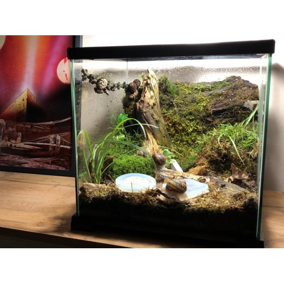 10 Gallon Terrarium