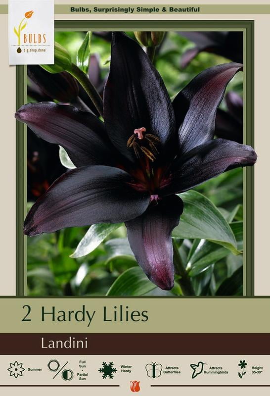 Landini Asiatic Lily - 2 Bulbs - Deep Mahogany - 14/16cm - Walmart.com