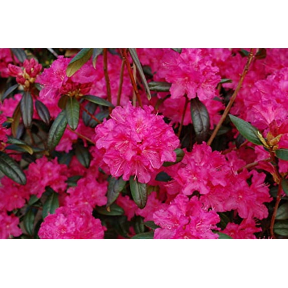 Green Promise Farms™ Live Hardy Landmark Rhododendron with Striking Red ...