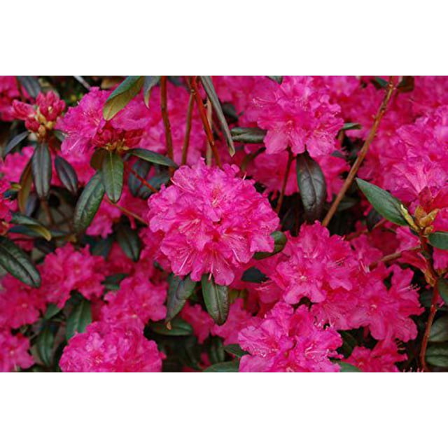 Landmark Rhododendron - Walmart.com