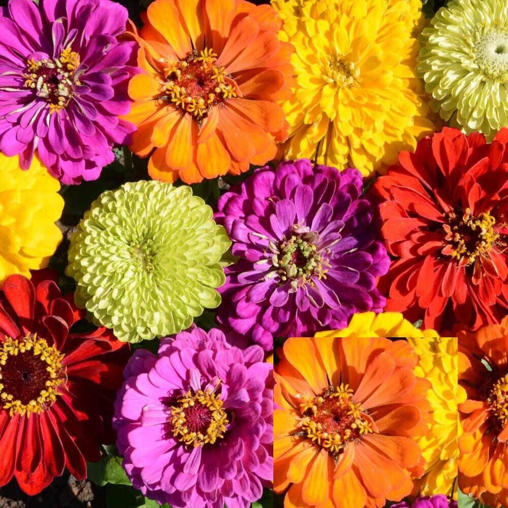 Landscaper's Pack Bulk ZINNIAS TALL Mix 500 Seeds - Mother Nature's ...