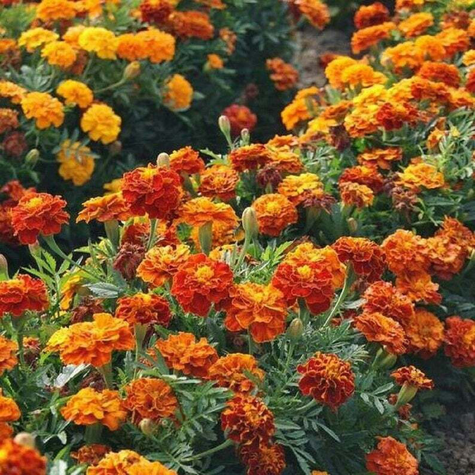 Landscaper's Pack FRENCH MARIGOLD Mix 1000 Seeds - Mother Nature's ...
