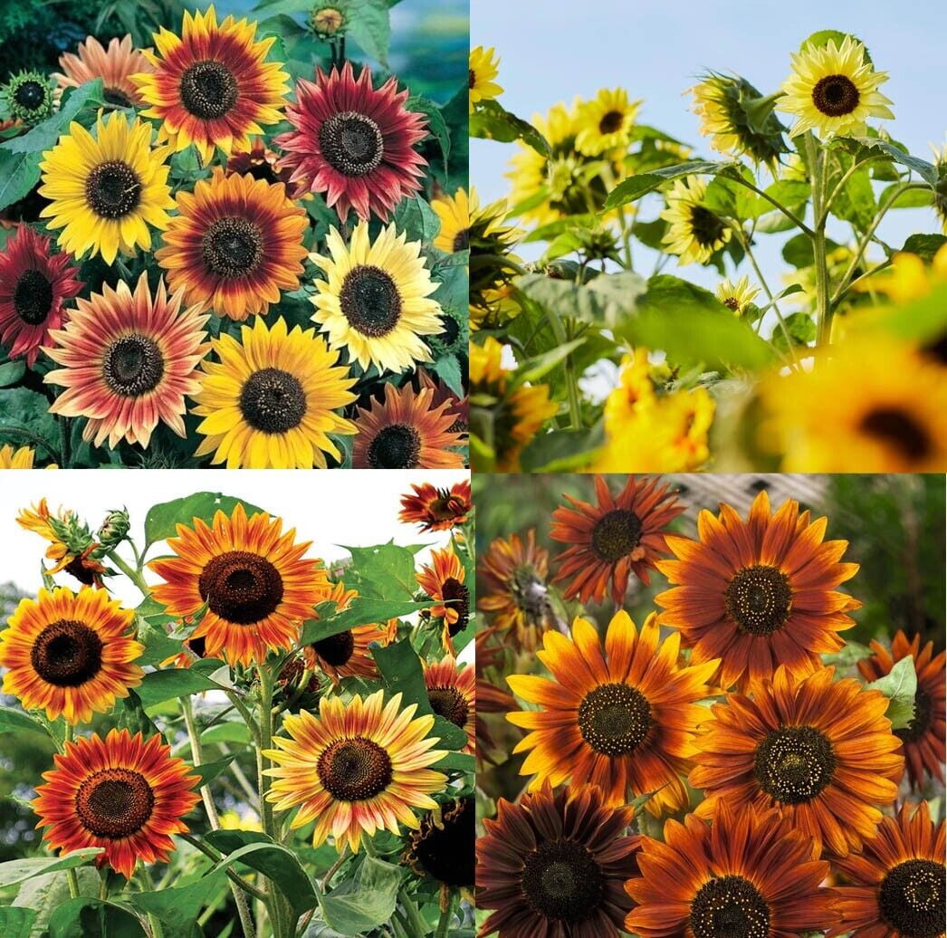 Landscapers Pack Bulk SUNFLOWERS 250 Seeds - Mother Nature's Seeds ...