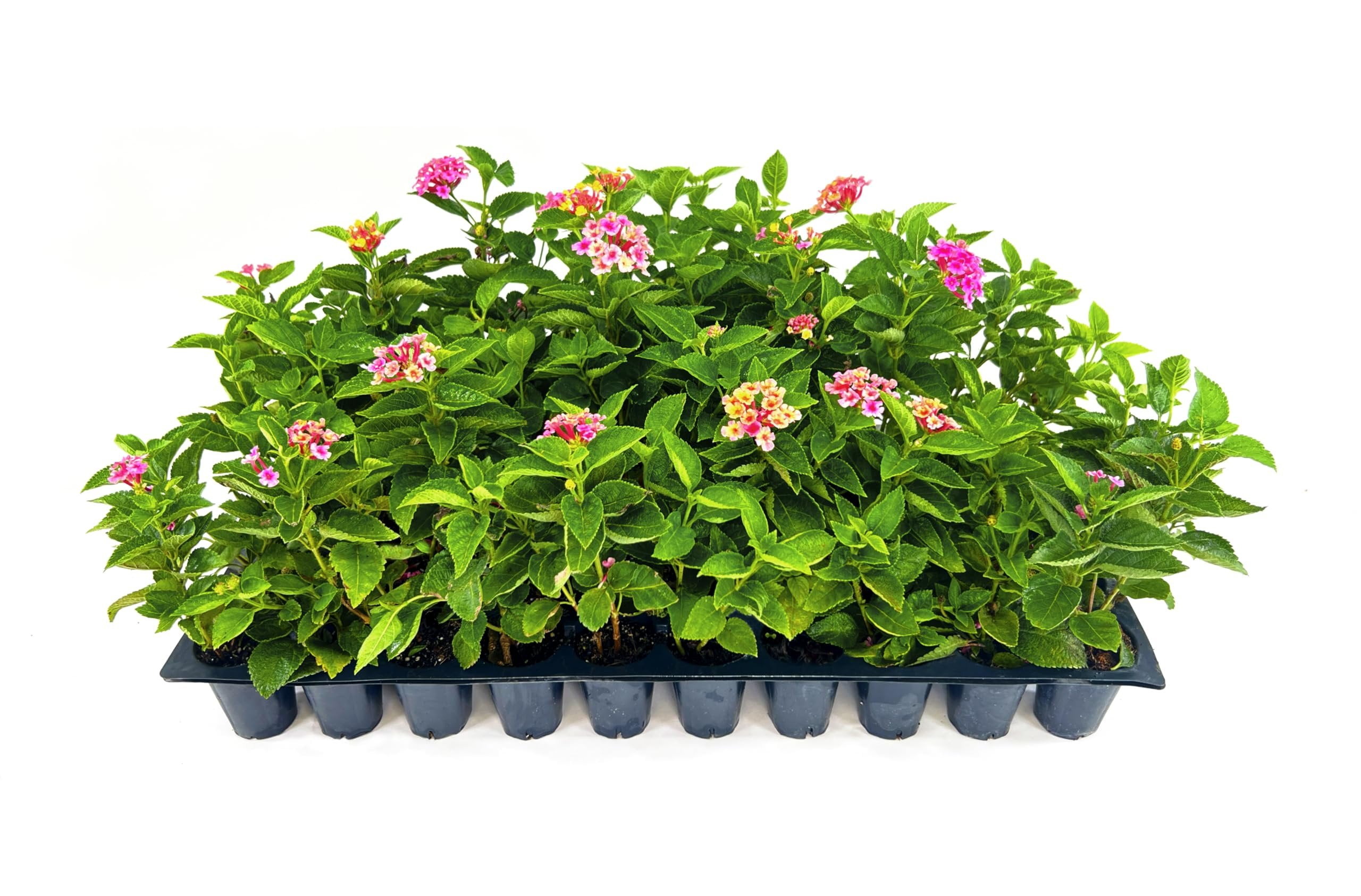 Lantana Confetti 3 Live Plants Lantana Camara Colorful Garden Shrub ...