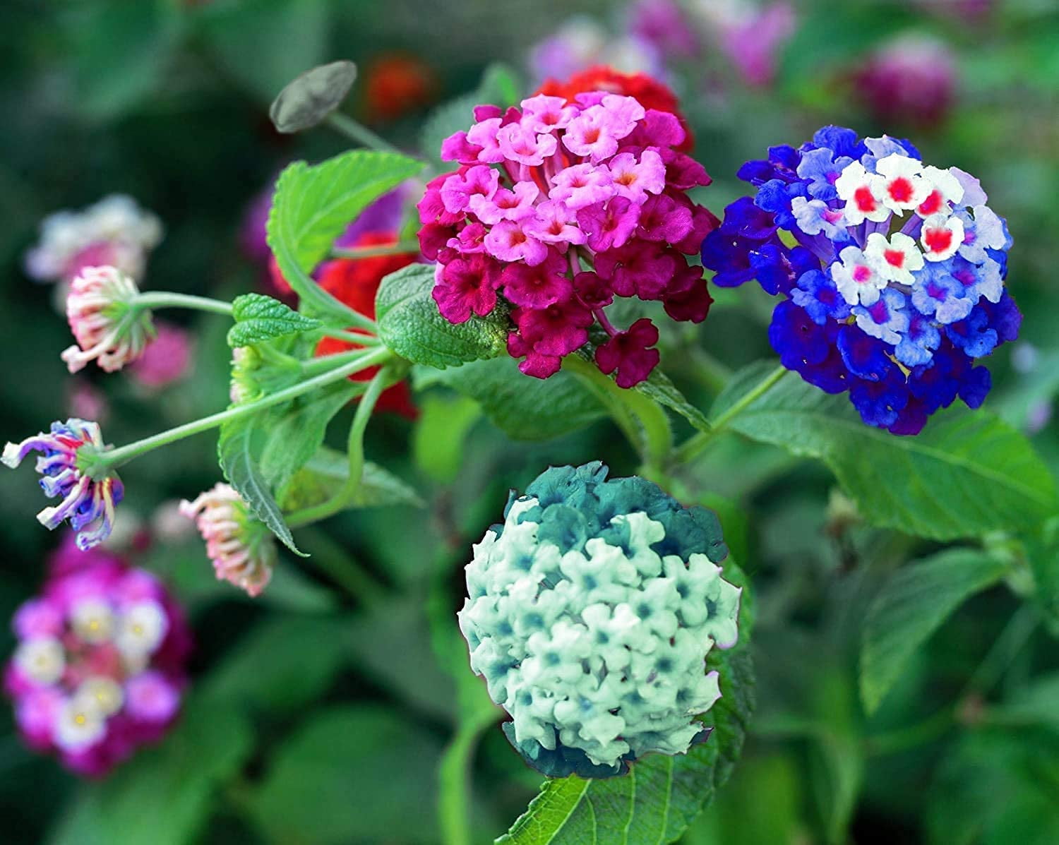 Lantana Annual Garden Flower Seeds - 400+ Mixed Colors, Butterfly Plant ...