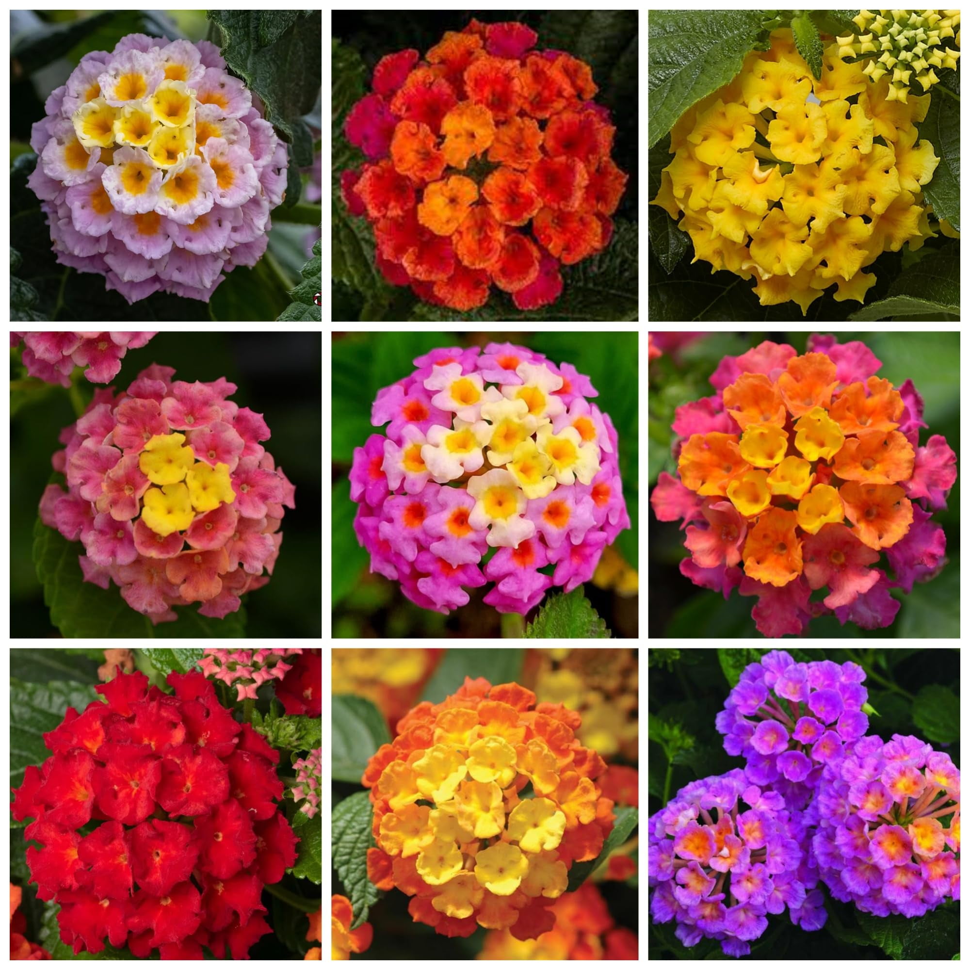 Lantana Flower Seeds for Planting - MVR1 300+ Mixed Color Flower Seeds ...