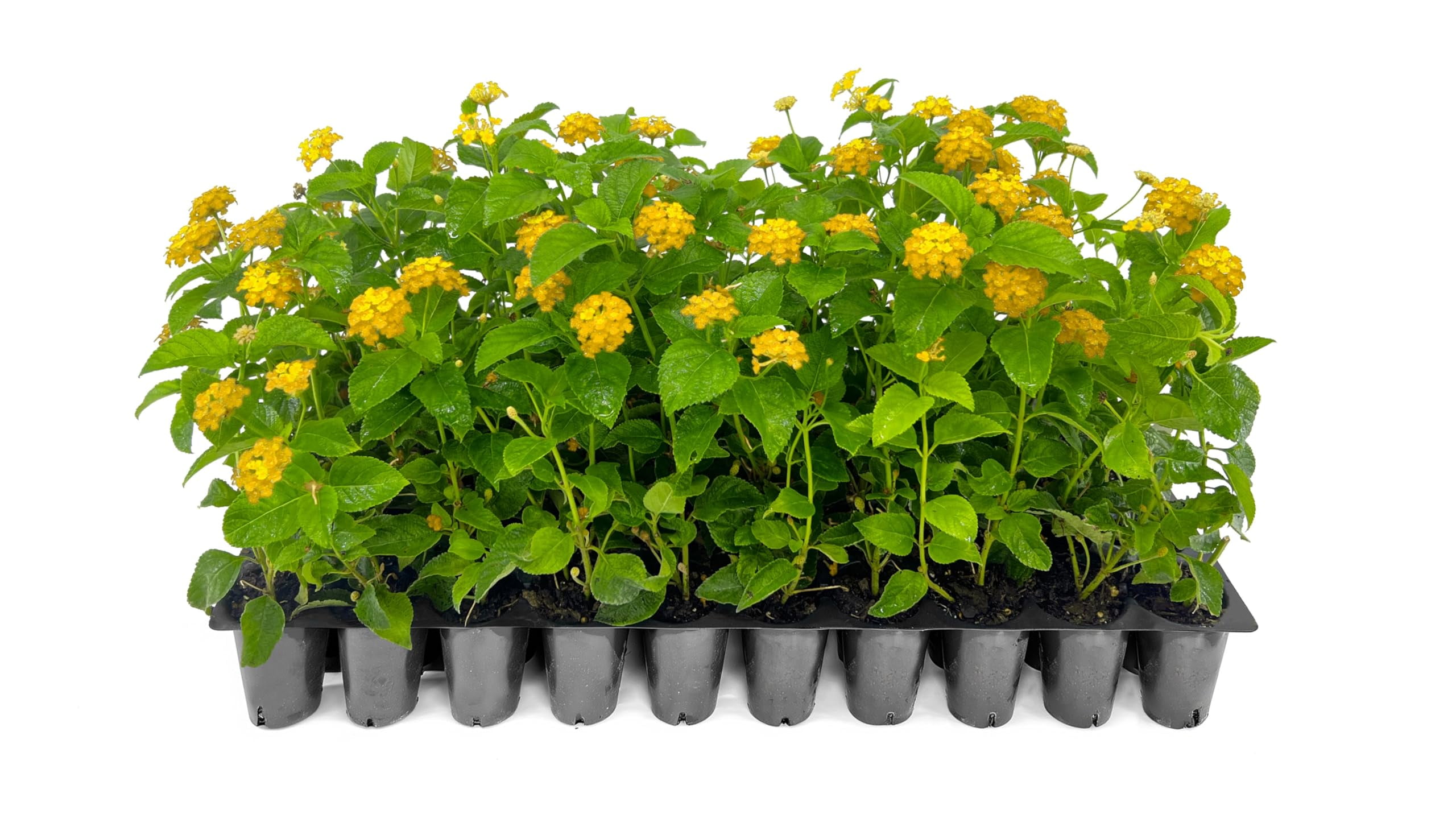 Lantana New Gold | 3 Live Plants | Lantana Camara 'New Gold' | Yellow ...
