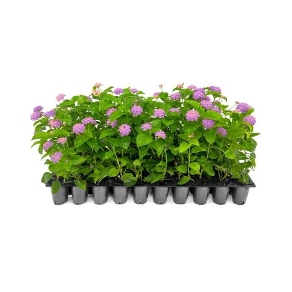 Lantana Purple | 20 Live Plants | Lantana montevidensis | Purple ...