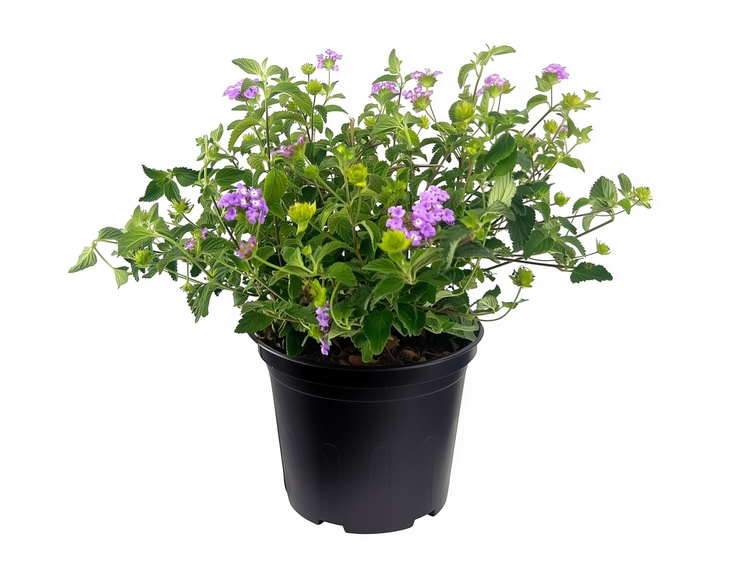 Lantana Purple I 3 Large Gallon Size Plants I Verbenaceae Camara I Live ...