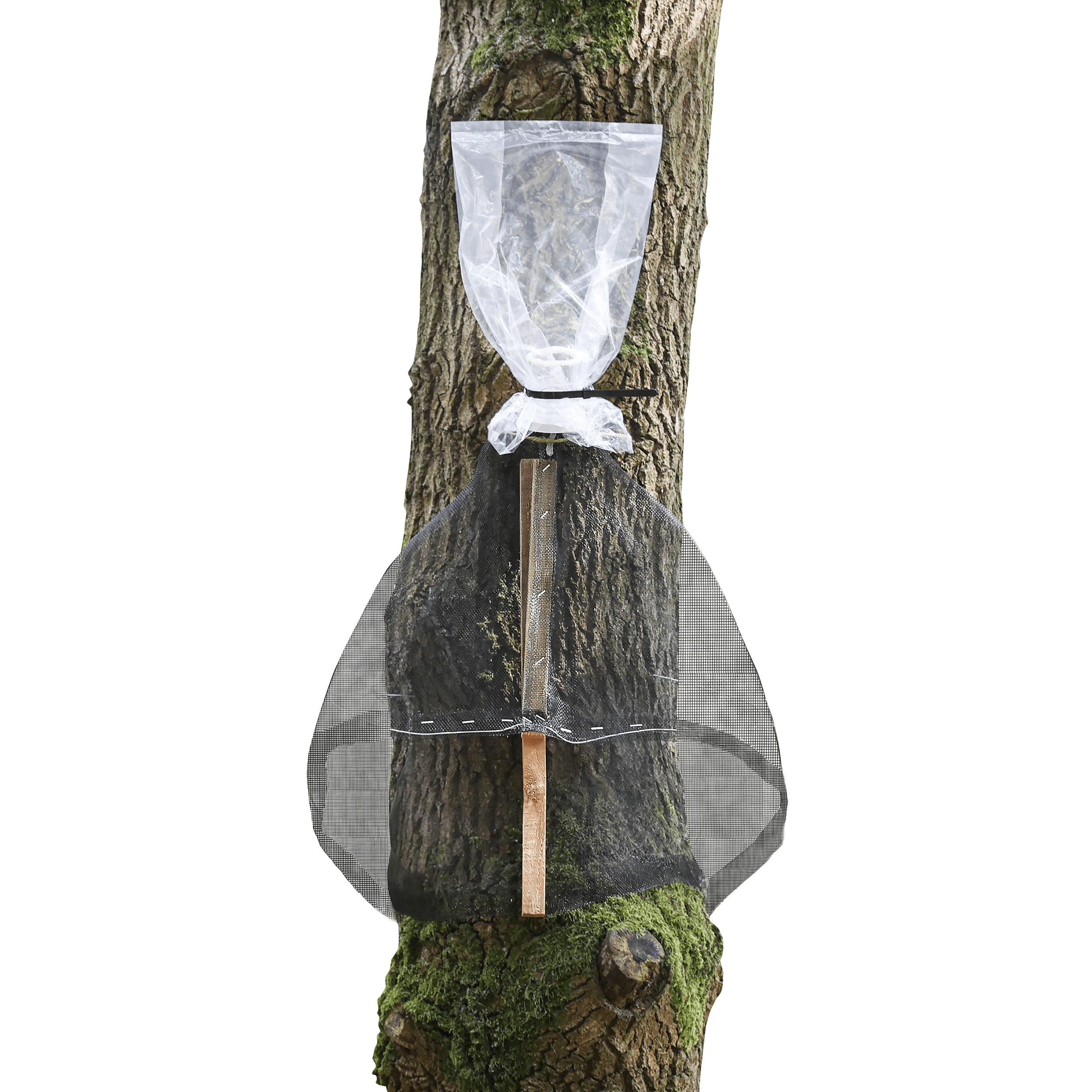 USA Made LanternFly Tree Trap: Eco-Friendly & Wildlife-Safe Sticky ...