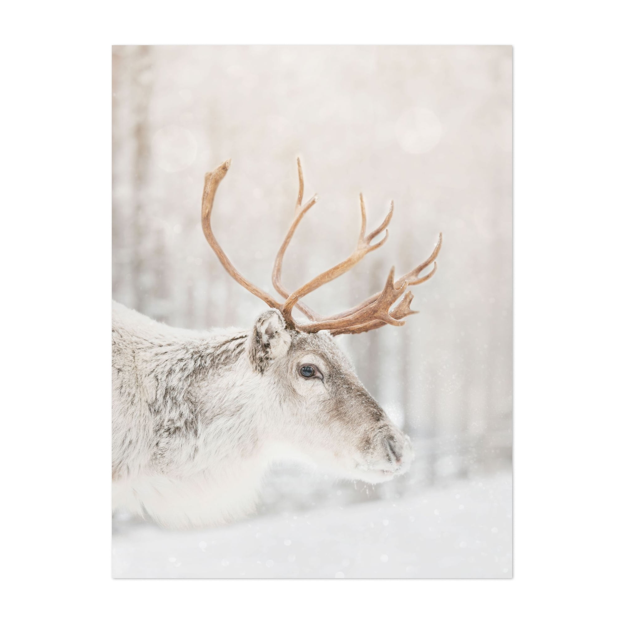 Lapland Reindeer - Lapland Finland Photography Winter Snow Wildlife ...