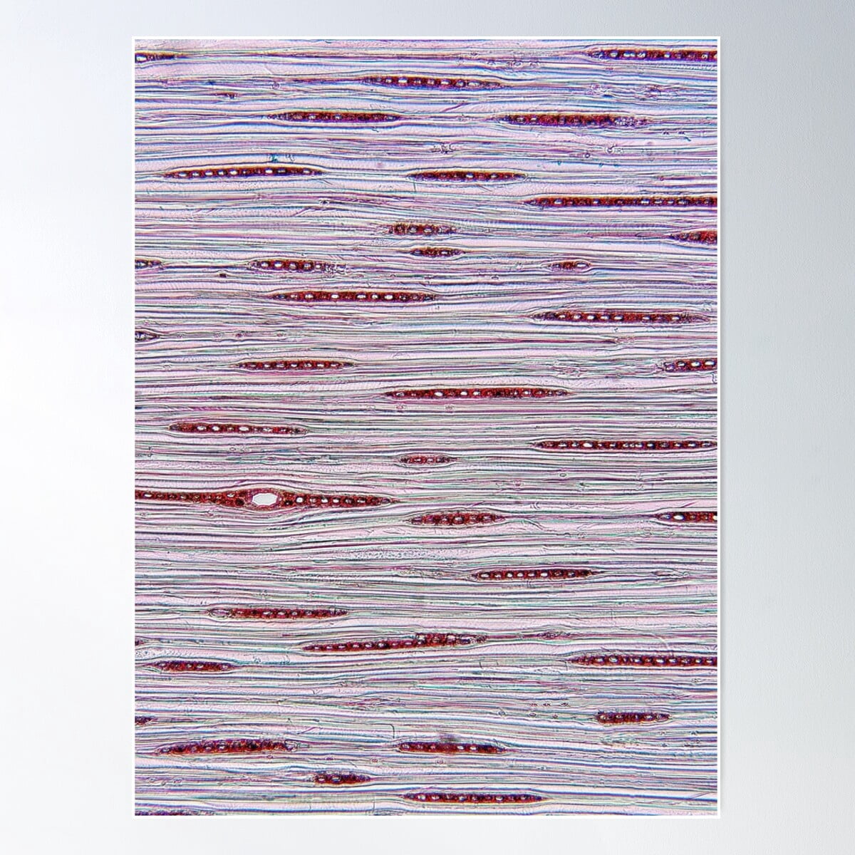 Larch Tree, Wood Cells; Plant Anatomy, Microscopy Poster Wall Art ...