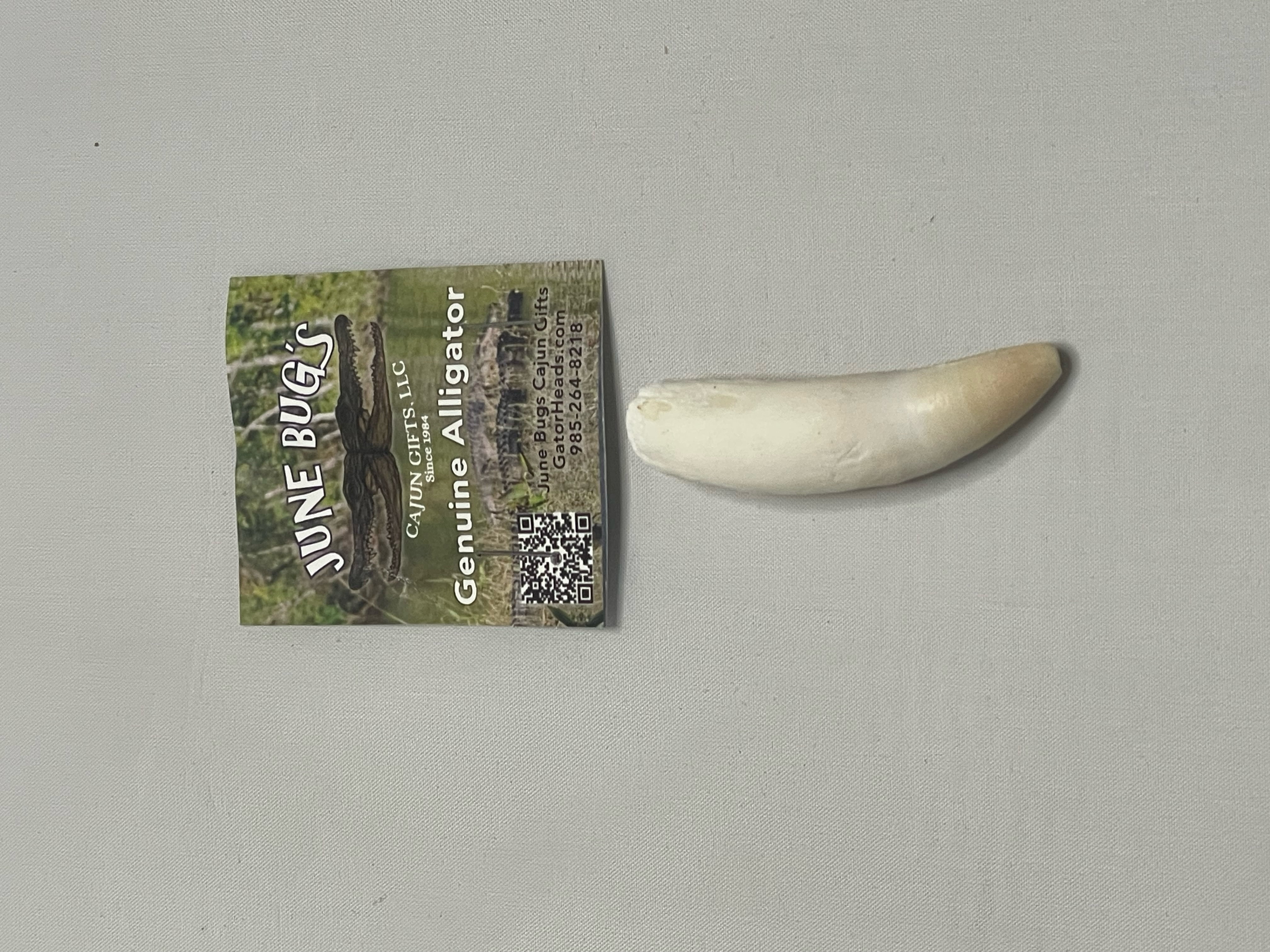 Large 2.50" Louisiana Alligator Gator Tooth Teeth Genuine Craft Jewelry ...