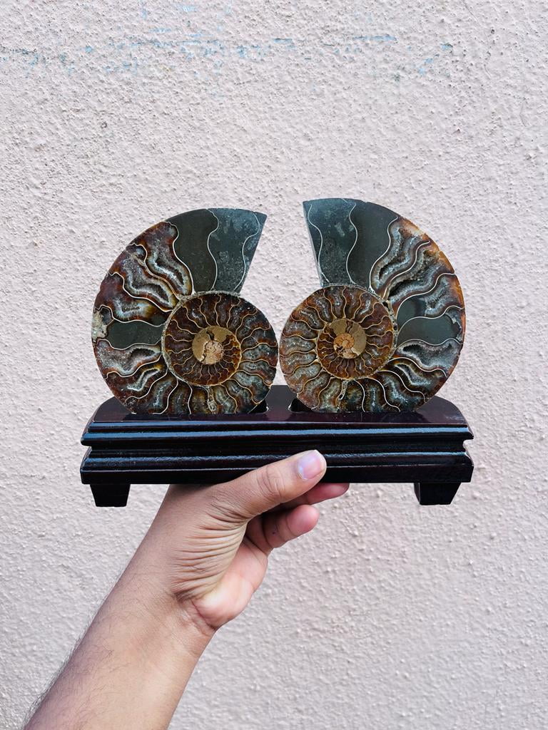 Large Ammonite Fossil Fair With Wooden Stand Home Decor Real Ammonite ...