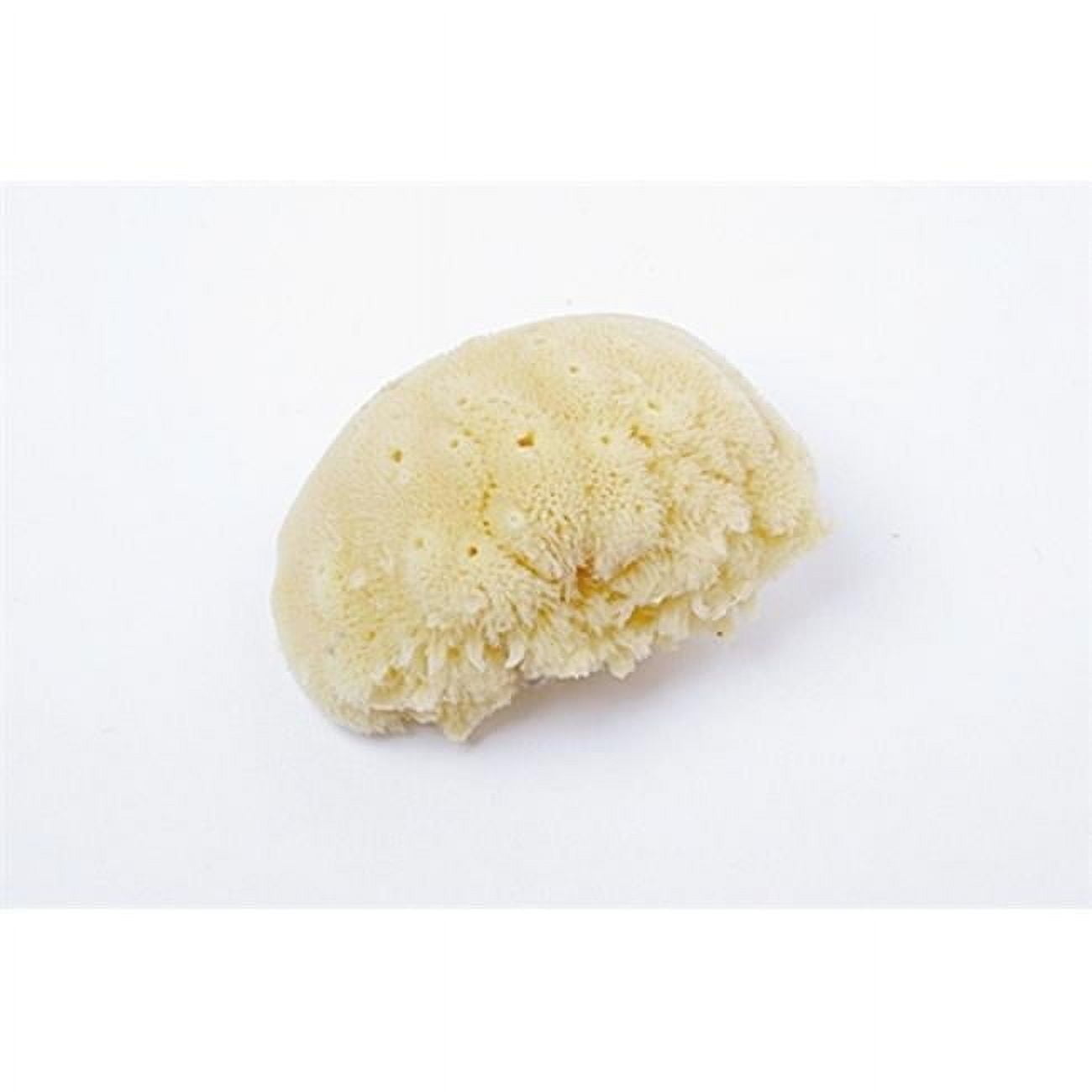 Large Bamboo Wood Handles Sea Sponge - Natural - Walmart.com