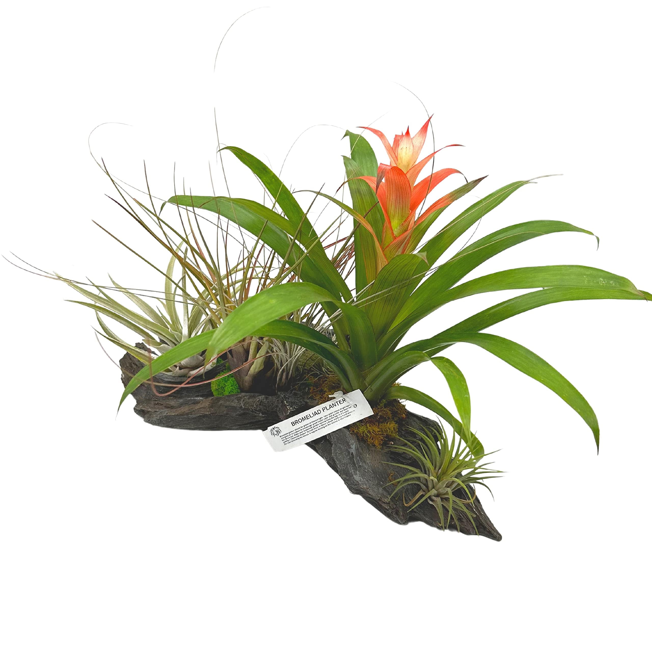 Large Bromeliad Driftwood Planter, Assorted Flowering Bromeliads in ...