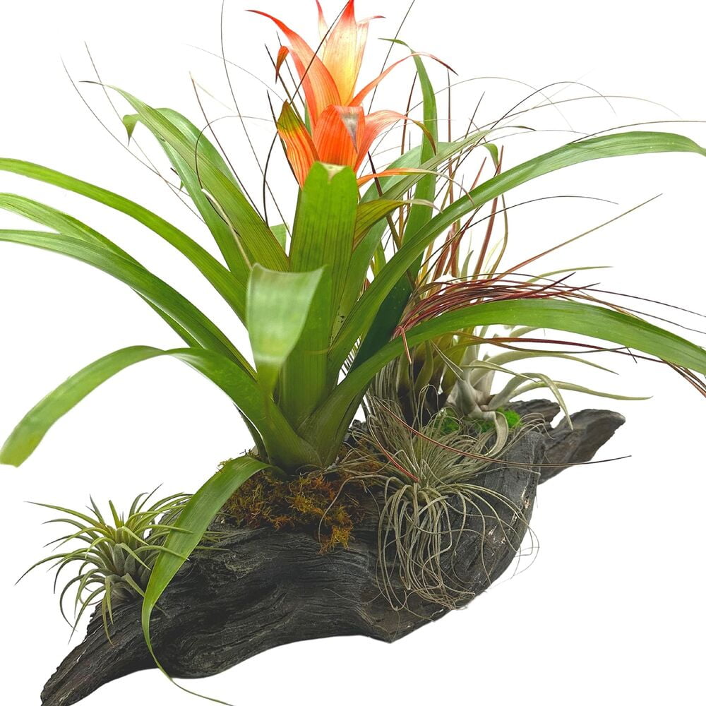 Large Bromeliad Driftwood Planter, Assorted Flowering Bromeliads in ...