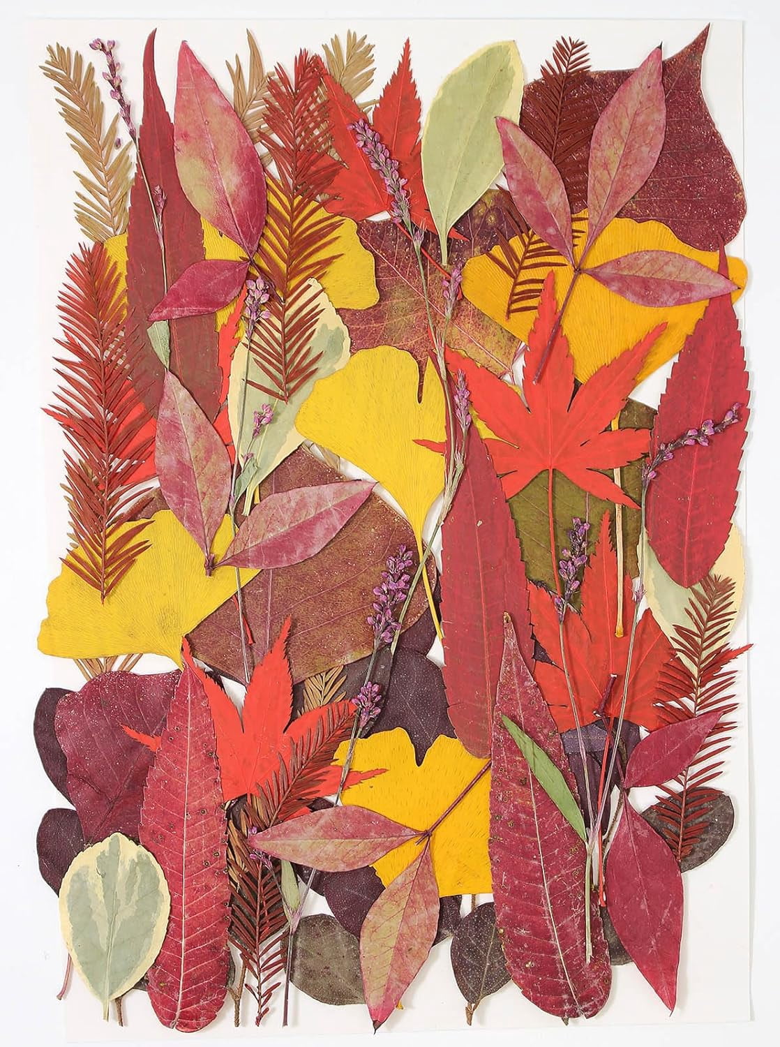 Large Bulk Fall Dried Pressed Leaves for Craft, Real Dry Natural Flower ...