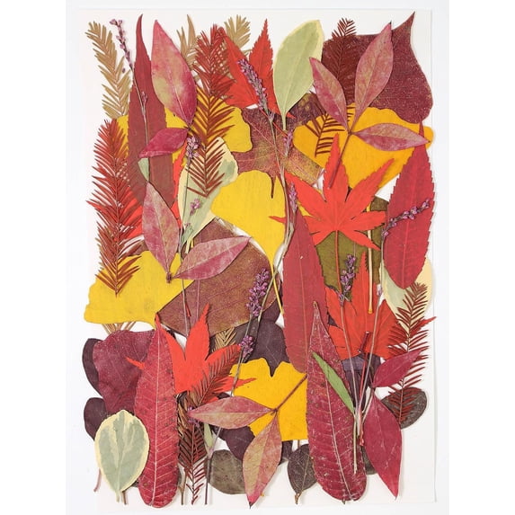 Large Bulk Fall Dried Pressed Leaves for Craft, Real Dry Natural Flower ...