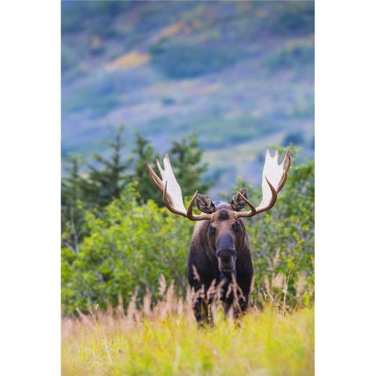 Large Bull Moose Standing in Brush Near Powerline Pass in The Chugach ...