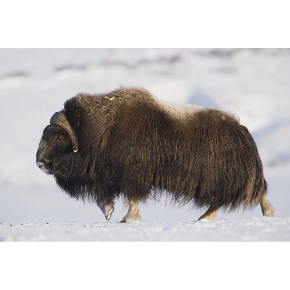 Large Bull Musk-Ox Walking On The Snowy & Frozen Tundra In Winter On ...