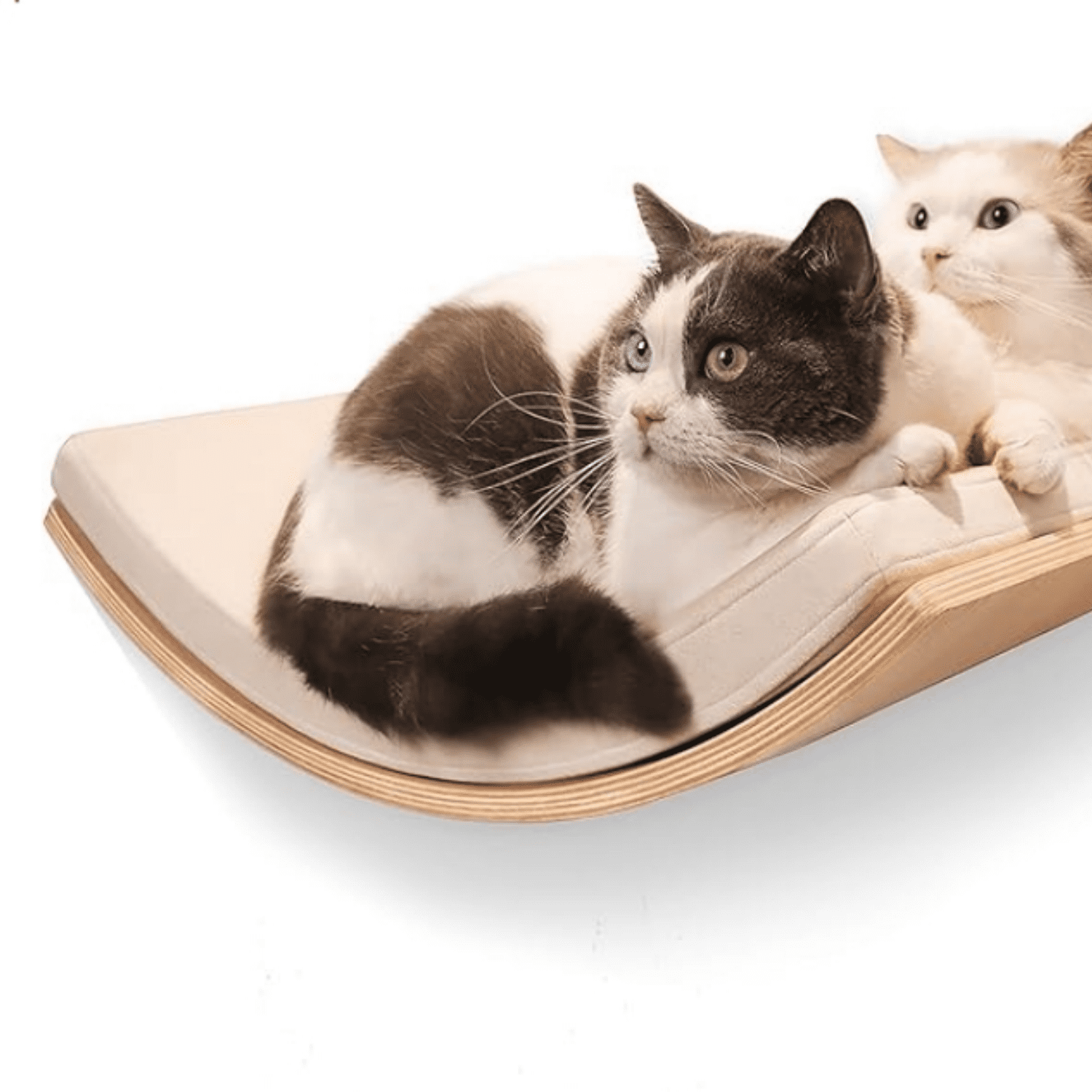 Large Cat Wall Shelves Curved Floating Cat Shelf Perch Bed with Cushion ...