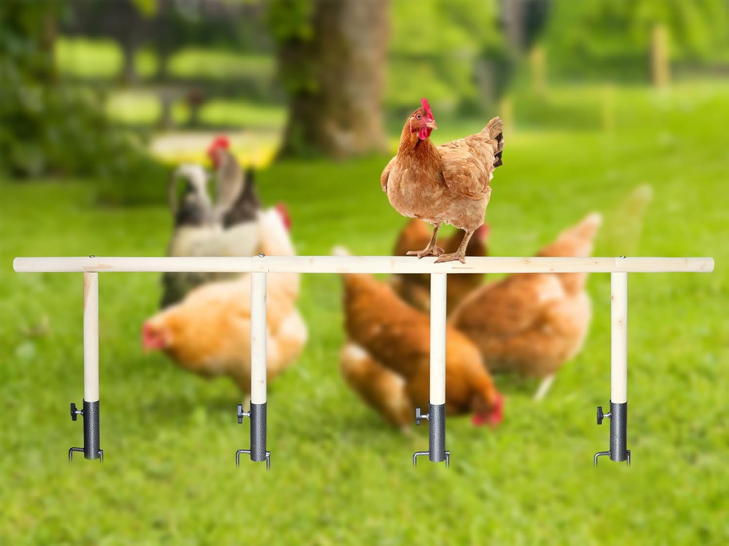Large Chicken Perch Toy for Coop, Wooden Chick Perch Stand with Metal ...