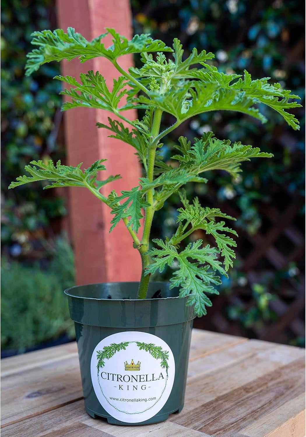 "Indoor Live Large Citronella Plant, Mosquito Plant, Fully Rooted in 4 ...