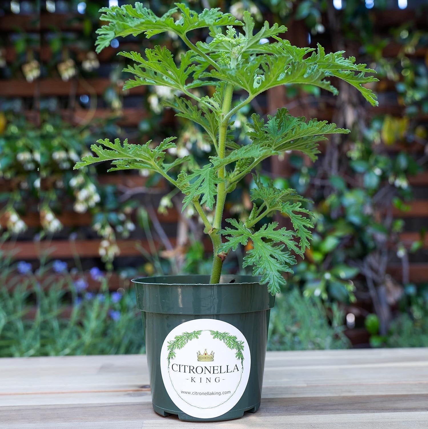 "Indoor Live Large Citronella Plant, Mosquito Plant, Fully Rooted in 4 ...