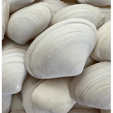 Resin Ocean Beach Starfish Natural Seashell Starfish Ornaments for ...