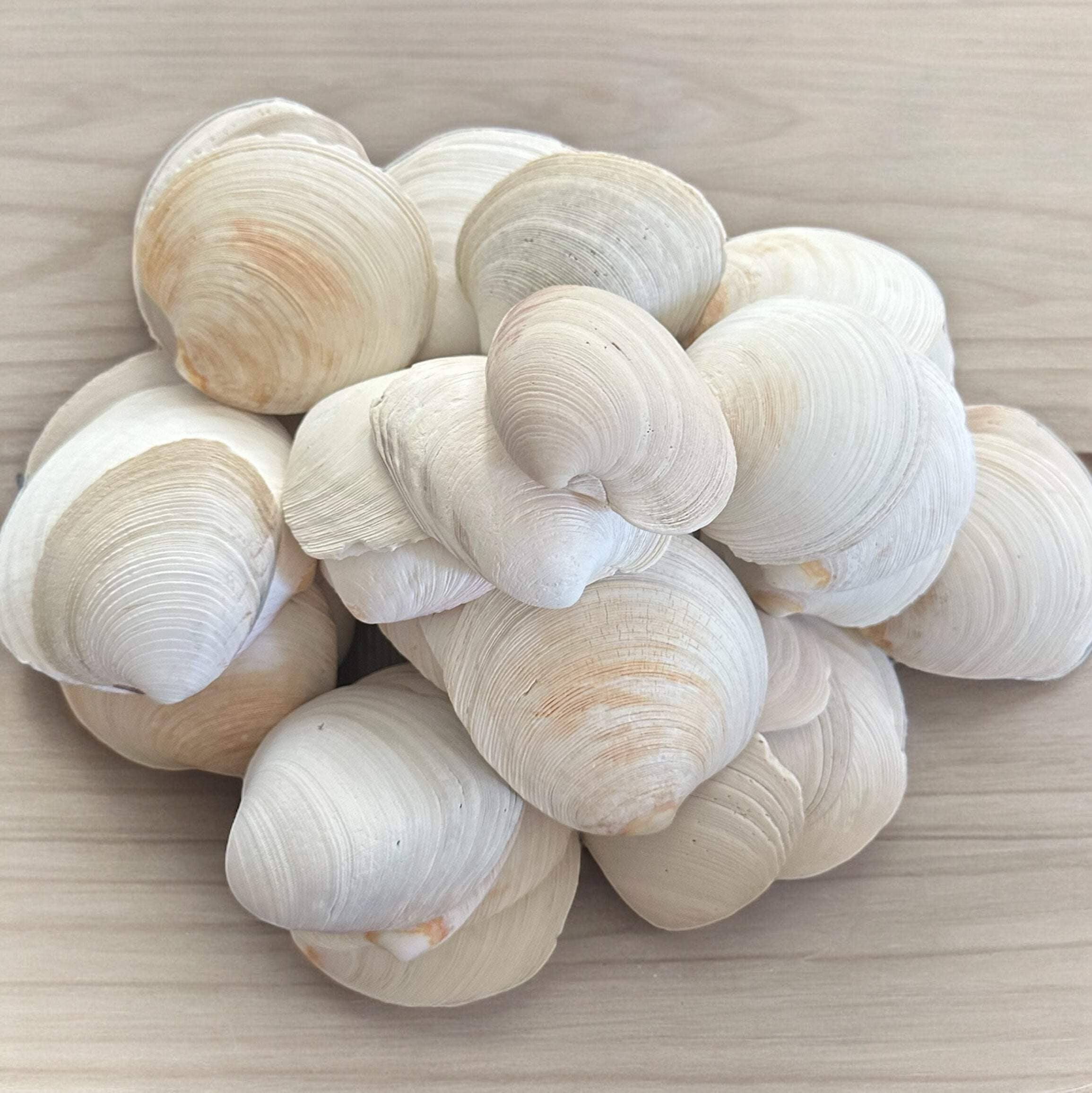 Large Clam Seashells Thick Round White Big Ocean Sea Shells Beach Decor ...