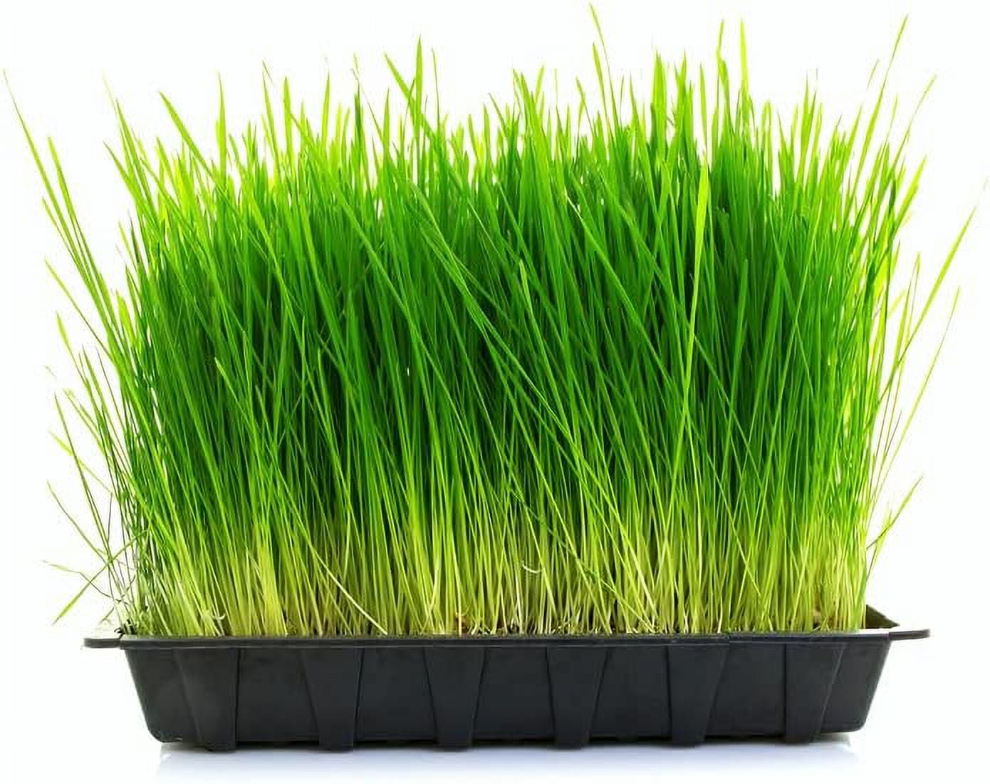 Large Complete Wheatgrass Grow Kit - 10in x 20in Grow Tray and Cover ...
