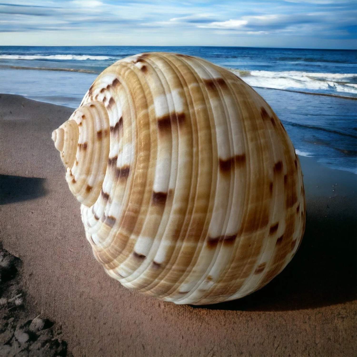 Large Conch Seashell Orange Round Brown Pattern Rare Natural Big Ocean ...