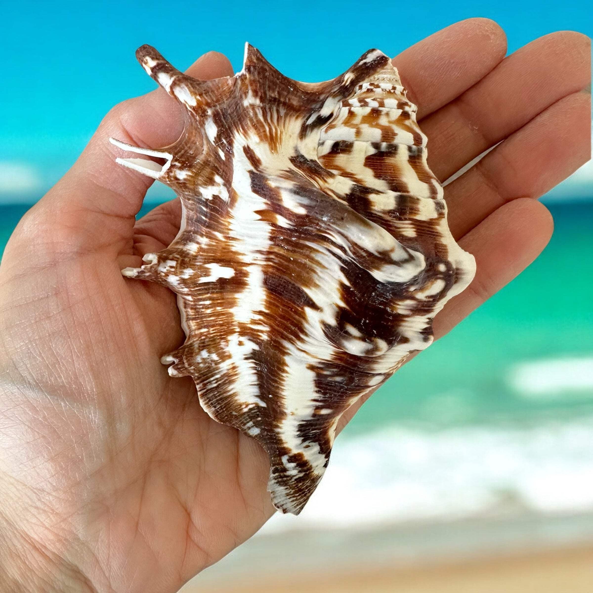 Large Conch Seashell Spiky White Brown Real Ocean Natural Sea Shells ...