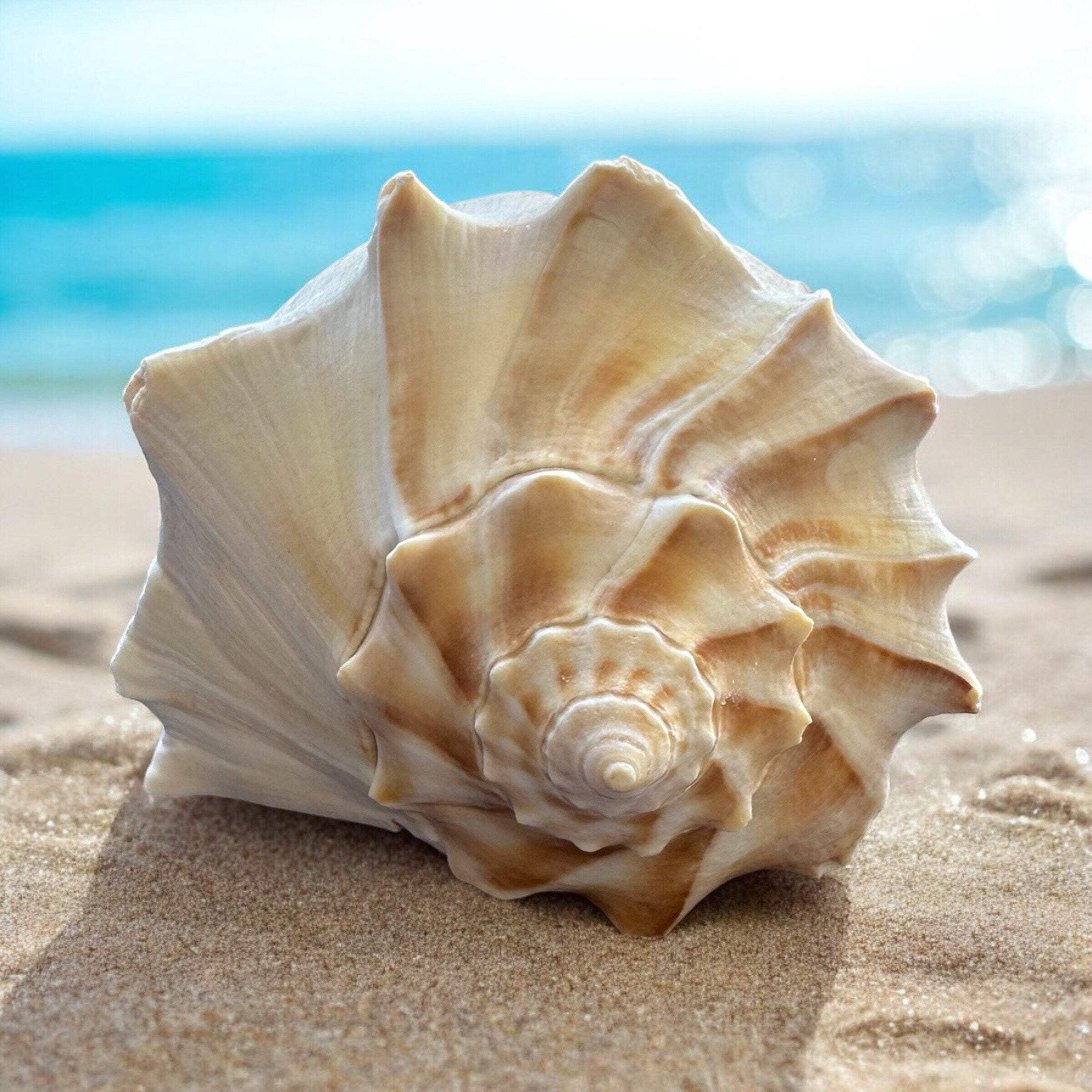 Large Conch Seashell White Brown Pattern Rare Big Ocean Sea Shell ...